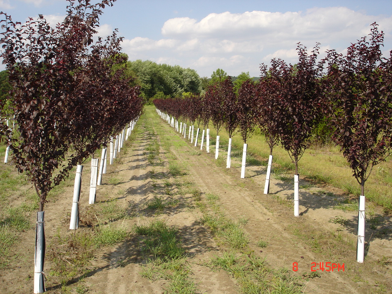 Plum | CLARK BROTHERS NURSERY