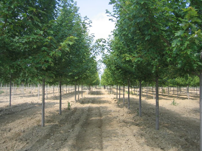 Maple – Red | CLARK BROTHERS NURSERY