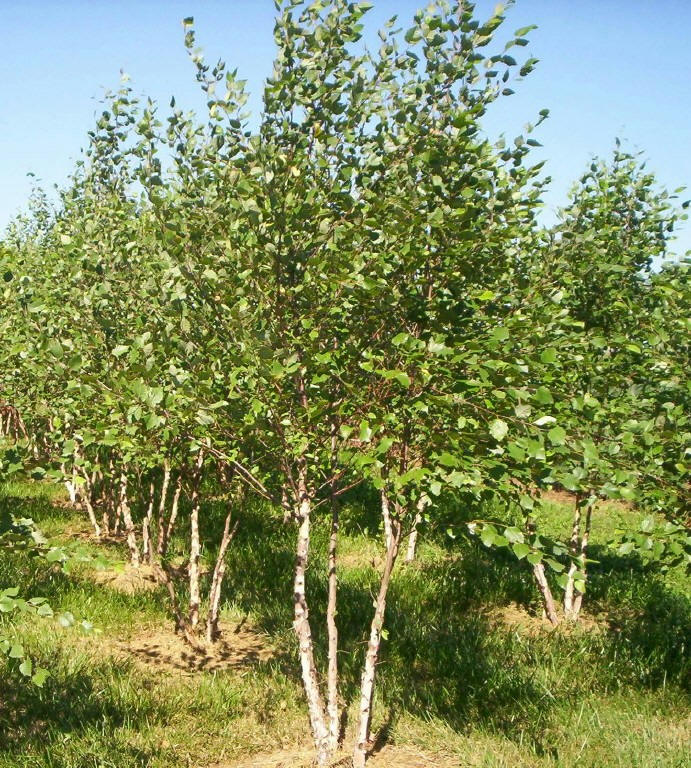 River Birch | CLARK BROTHERS NURSERY