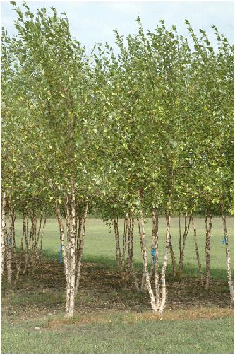 River Birch | CLARK BROTHERS NURSERY
