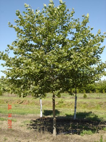 London Planetree | CLARK BROTHERS NURSERY