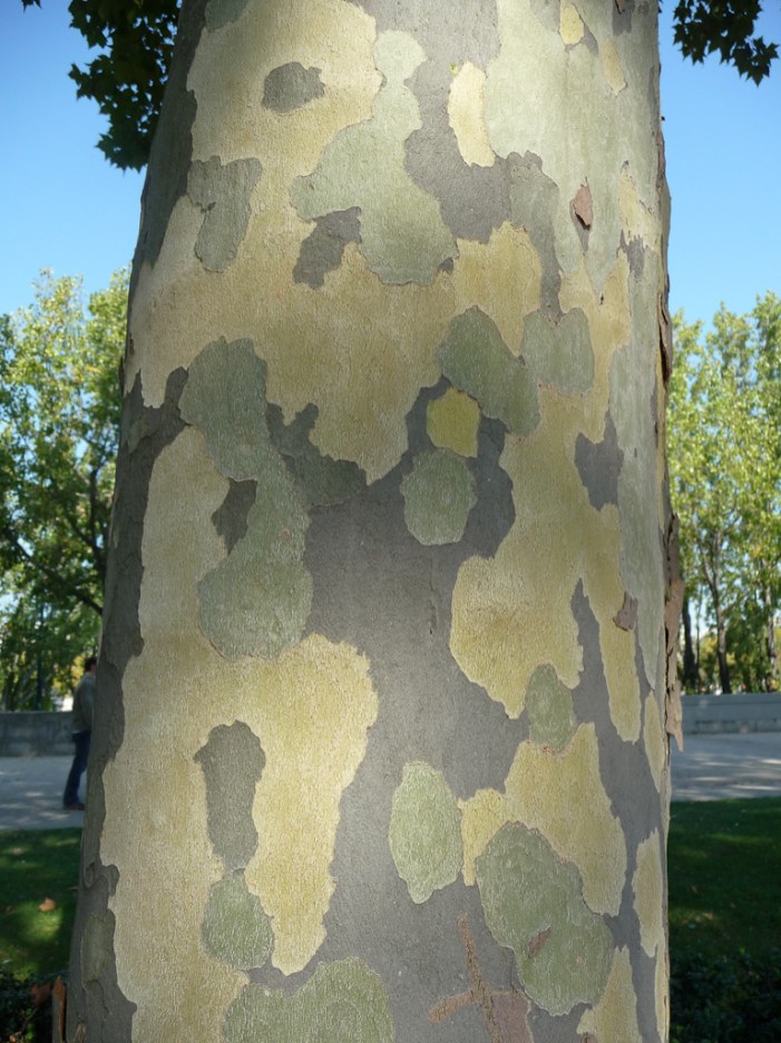 London Planetree | CLARK BROTHERS NURSERY