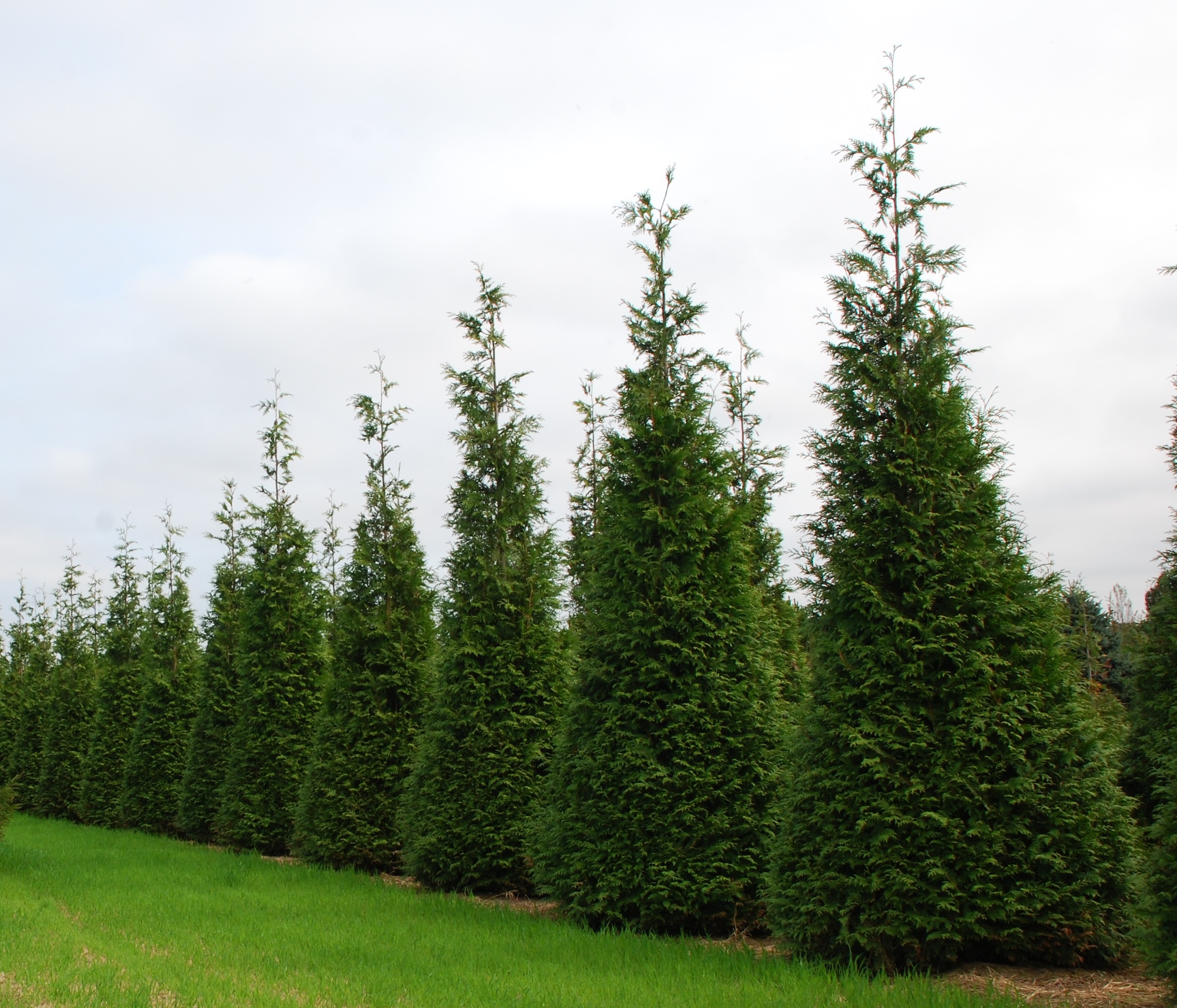 Arborvitae – Green Giant | CLARK BROTHERS NURSERY