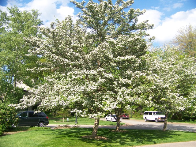 Hawthorne – Winter King | CLARK BROTHERS NURSERY