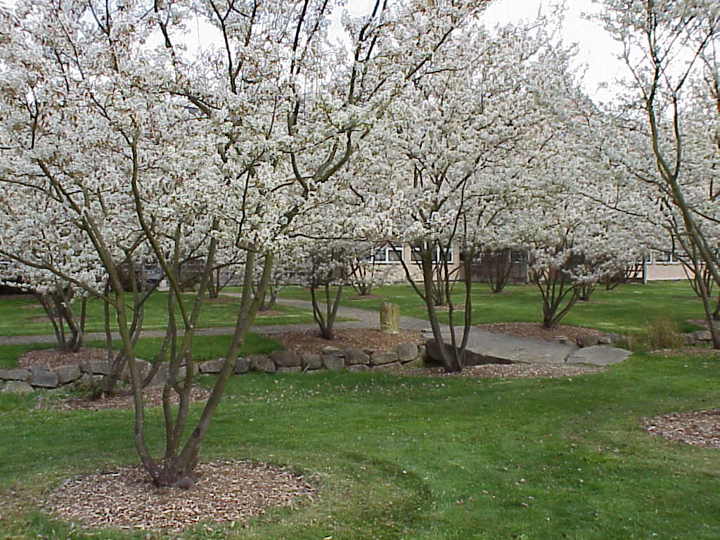 Serviceberry Guide: Growing, Care, and Benefits