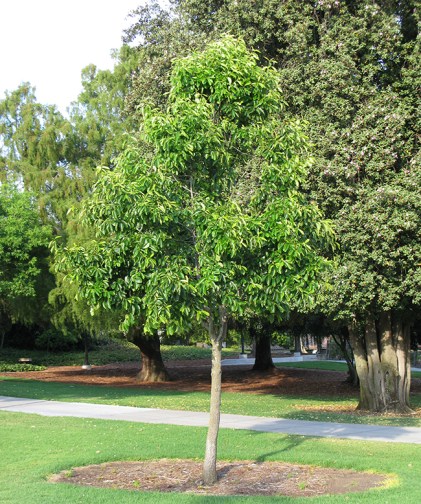 Blackgum | CLARK BROTHERS NURSERY