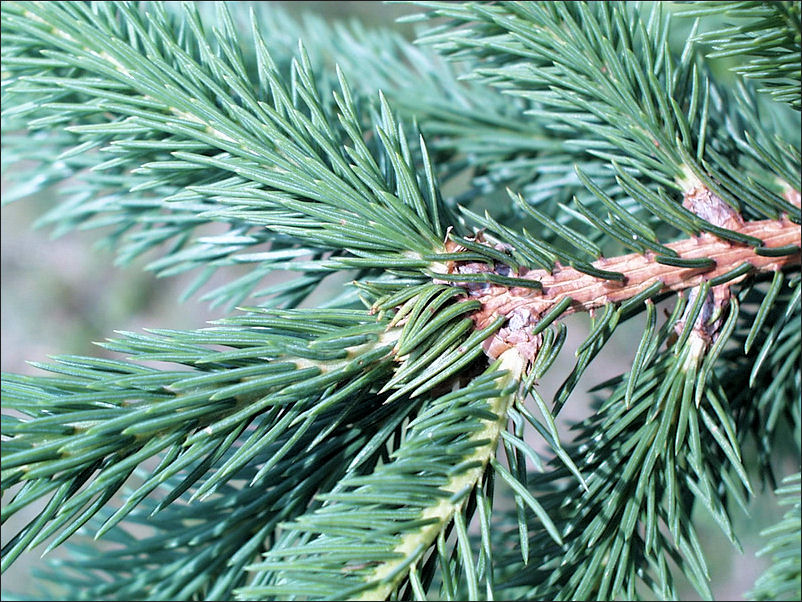 Norway Spruce | CLARK BROTHERS NURSERY