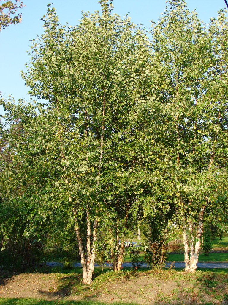 River Birch Tree: Beautiful, Versatile, and Easy to Grow