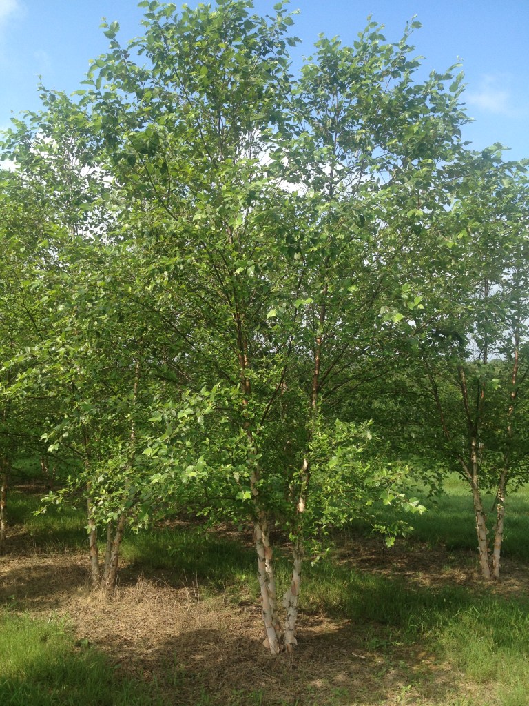 River Birch Tree: Beautiful, Versatile, and Easy to Grow