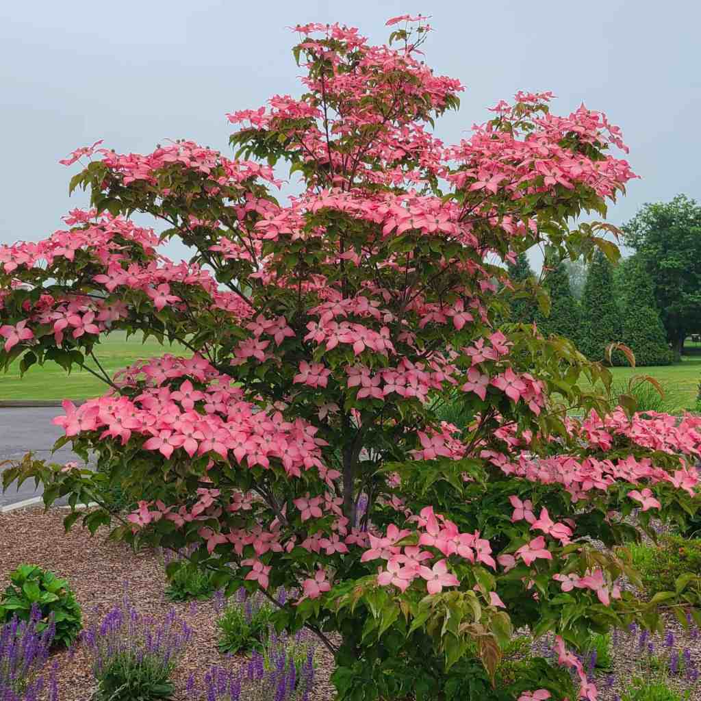 Kousa Dogwood: Graceful Flowers & Stunning Fall Colors