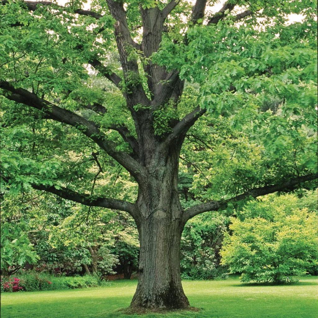 Red Oak Tree Guide: Growth, Height, and Care Tips